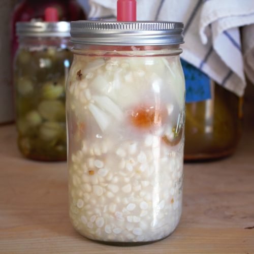 Fermented Corn (Maize) Kernels – Fermenters Club