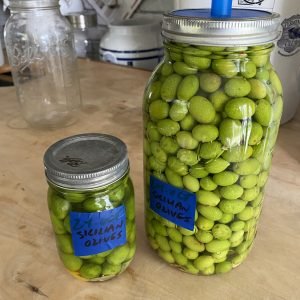 Sicilian Green Olives – Fermenters Club